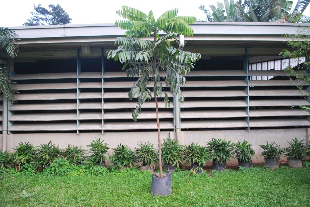 amugis 2 | Cainta Plant Nursery