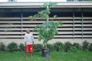 Balayong | Cainta Plant Nursery