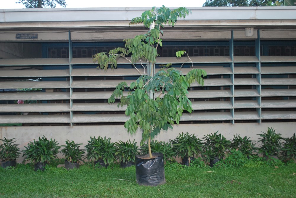 balayong 1 | Cainta Plant Nursery