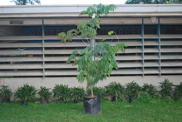 Philippine Indigenous Plants | Cainta Plant Nursery