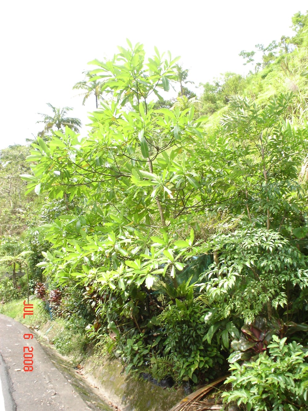 batino tree 1 | Cainta Plant Nursery