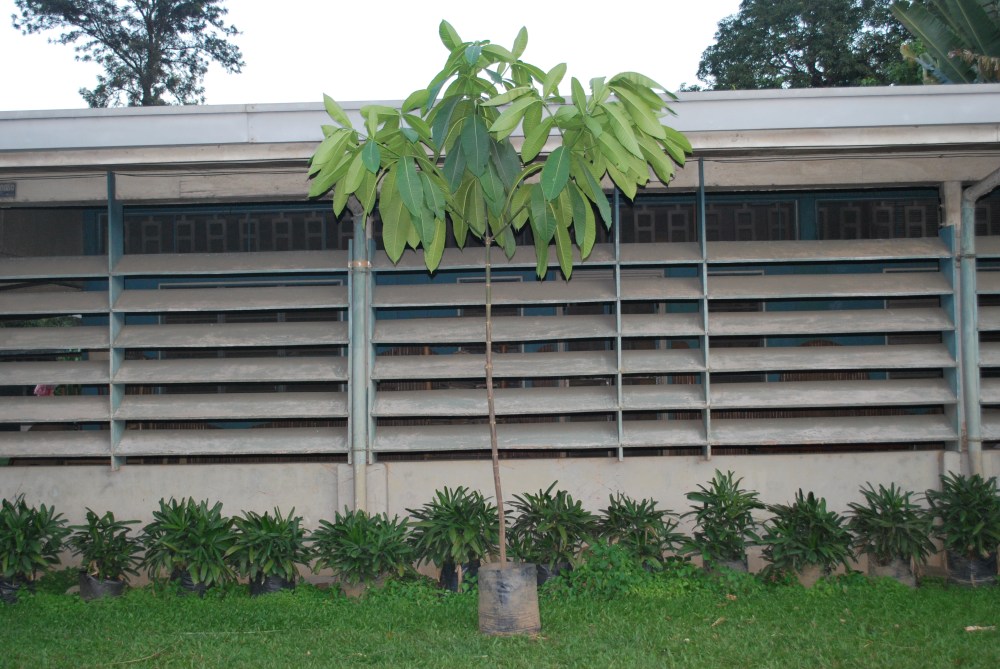 batino 1 | Cainta Plant Nursery