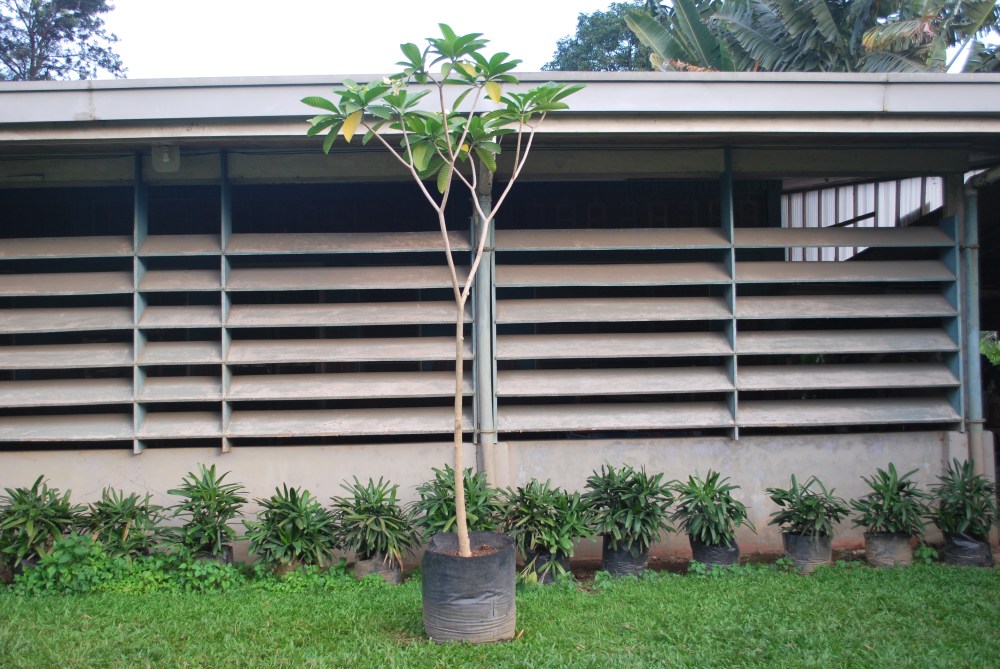 bayag usa 1 | Cainta Plant Nursery