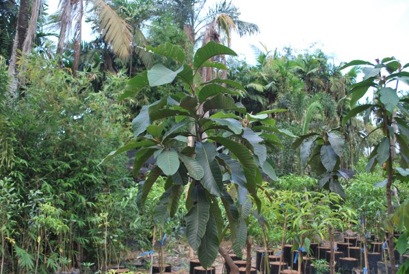 Philippine Indigenous Plants | Cainta Plant Nursery