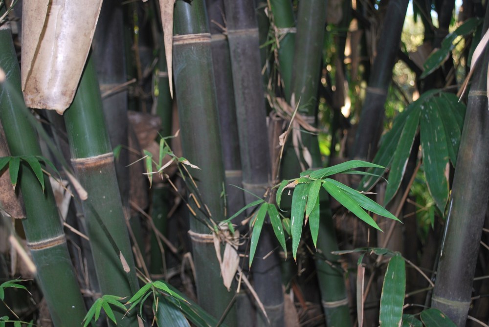 black bamboo 1 | Cainta Plant Nursery