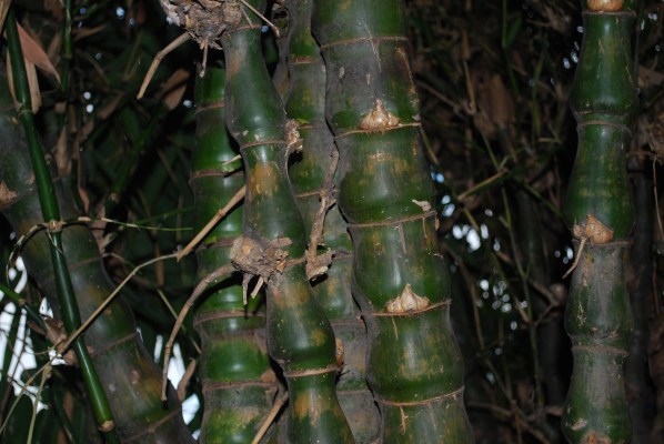 Bamboo | Cainta Plant Nursery