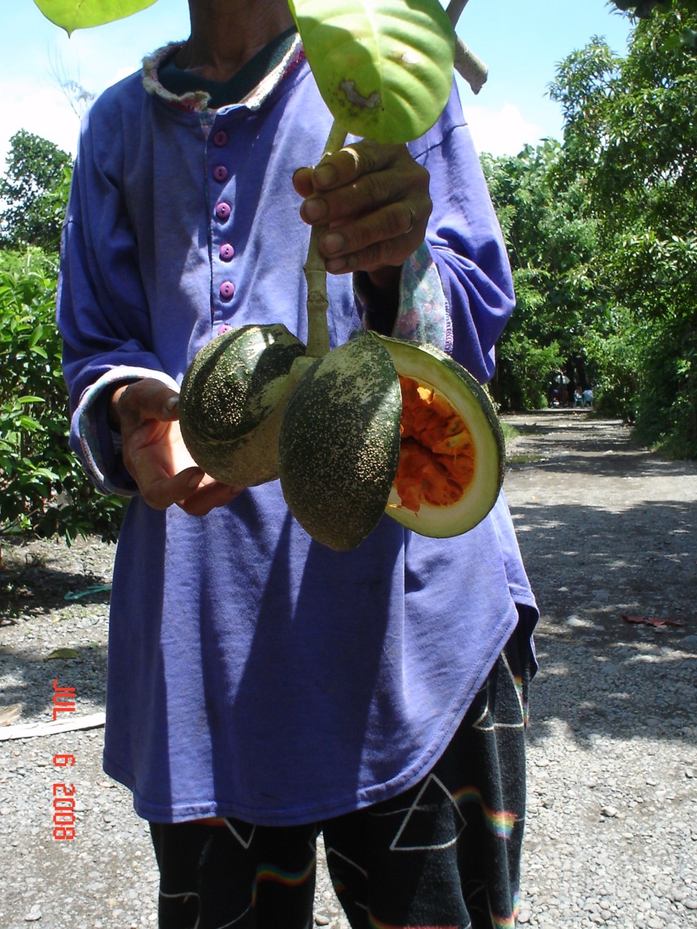 bayag usa fruit | Cainta Plant Nursery