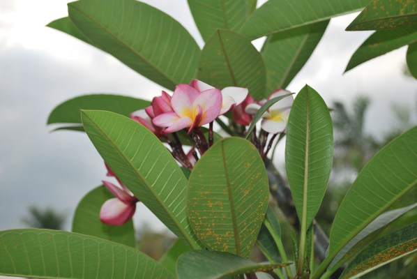 Ornamental Plants | Cainta Plant Nursery