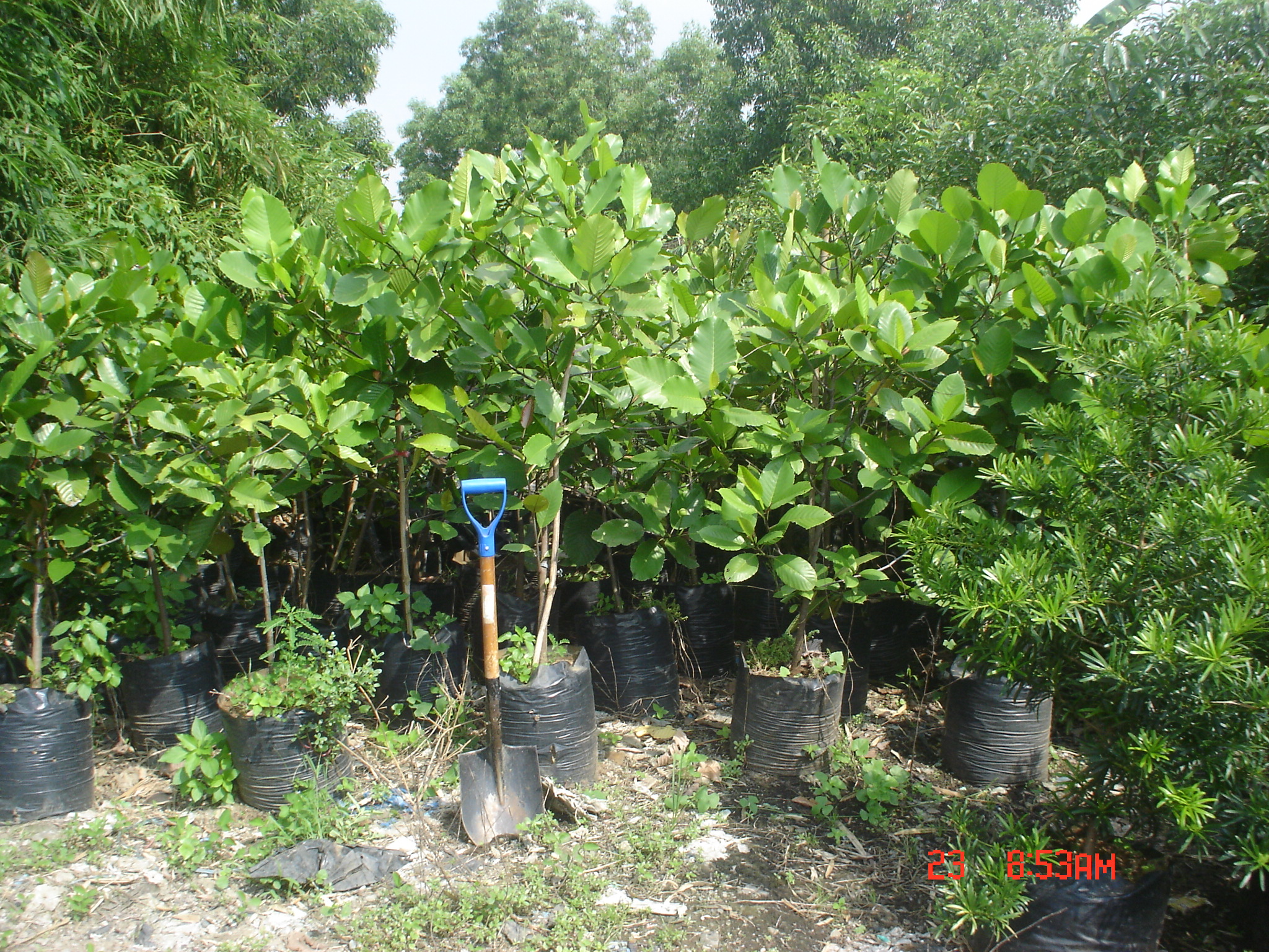 Catmon | Cainta Plant Nursery