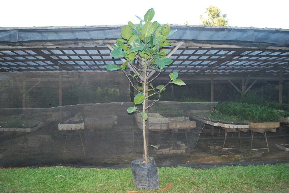catmon 1 | Cainta Plant Nursery