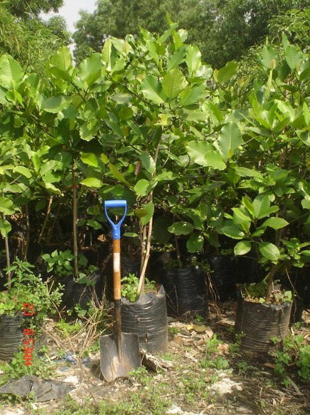 Philippine Indigenous Plants | Cainta Plant Nursery