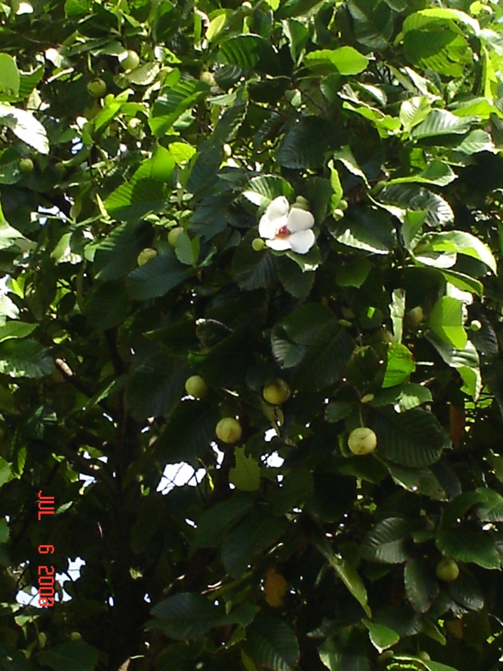 catmon flower | Cainta Plant Nursery