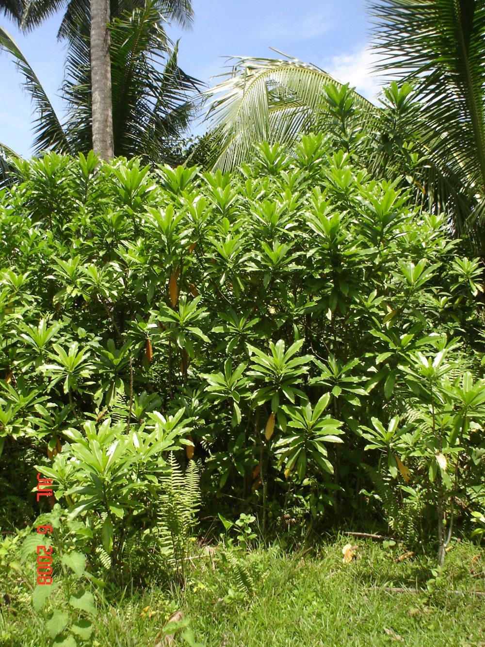 cerbera tree | Cainta Plant Nursery