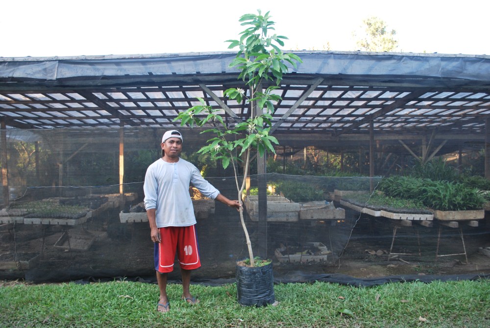 champaca 2 | Cainta Plant Nursery