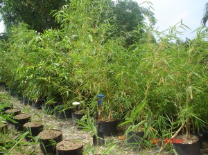 Chinese Bamboo | Cainta Plant Nursery