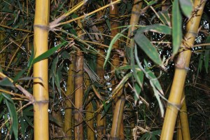 Chinese Bamboo | Cainta Plant Nursery