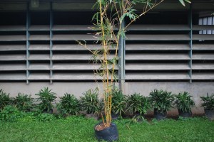 Chinese Bamboo | Cainta Plant Nursery
