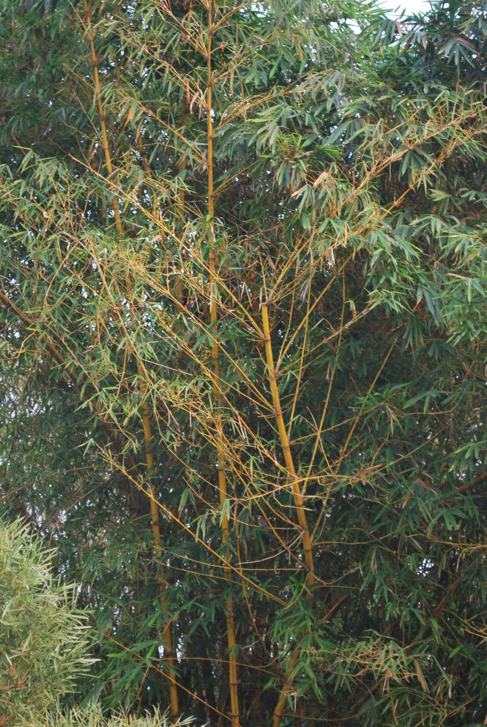 chinese bamboo 7 | Cainta Plant Nursery