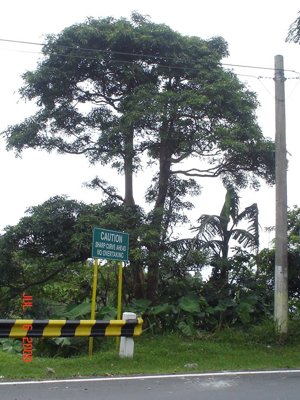 dita 5 | Cainta Plant Nursery