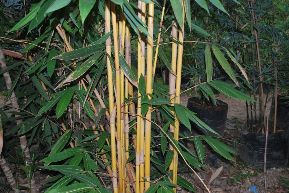 golden buho 3 | Cainta Plant Nursery