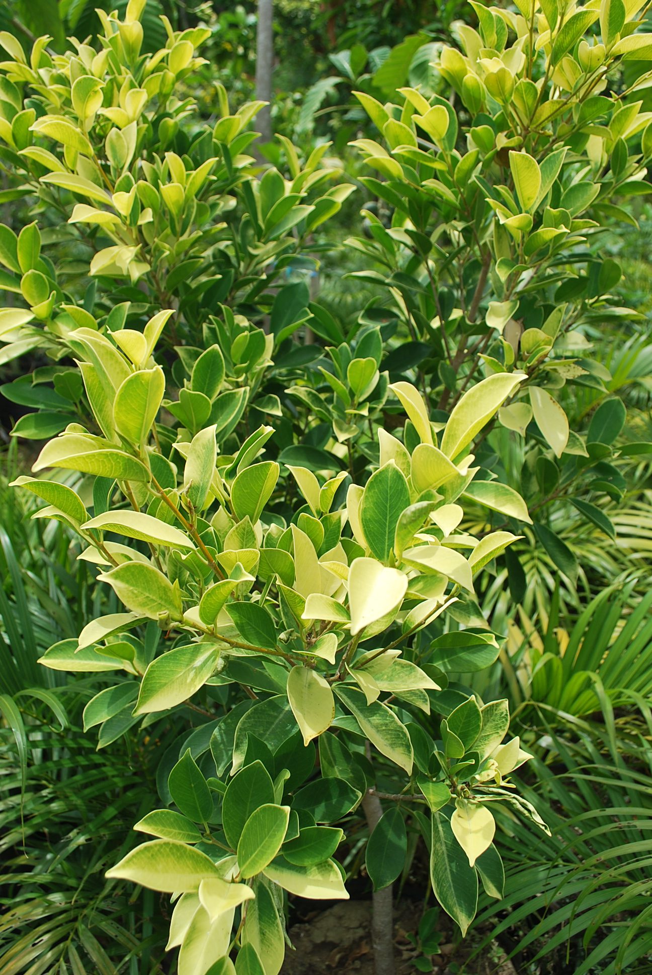 Preview our plant collection… | Cainta Plant Nursery