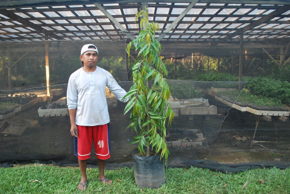 indian tree 2 | Cainta Plant Nursery
