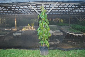 Indian tree | Cainta Plant Nursery