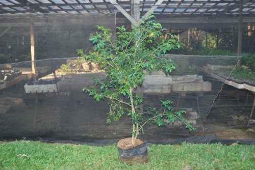 kamuning 1 | Cainta Plant Nursery