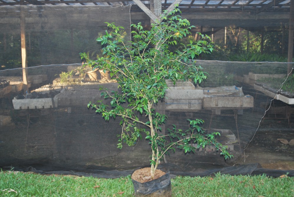 kamuning 2 | Cainta Plant Nursery