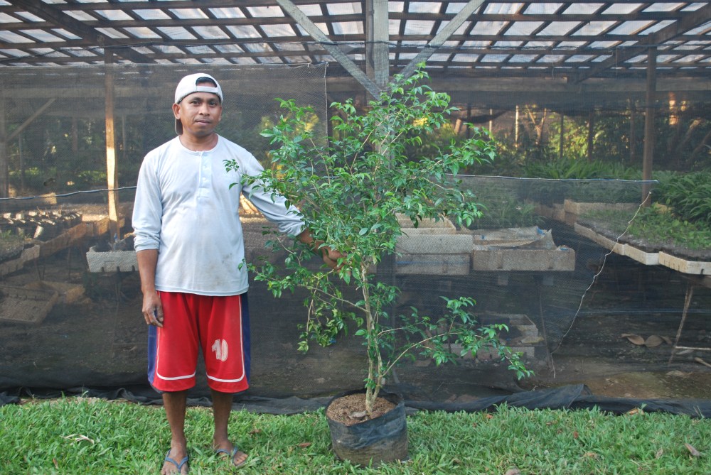 kamuning 3 | Cainta Plant Nursery