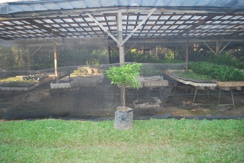 lanite 1 | Cainta Plant Nursery