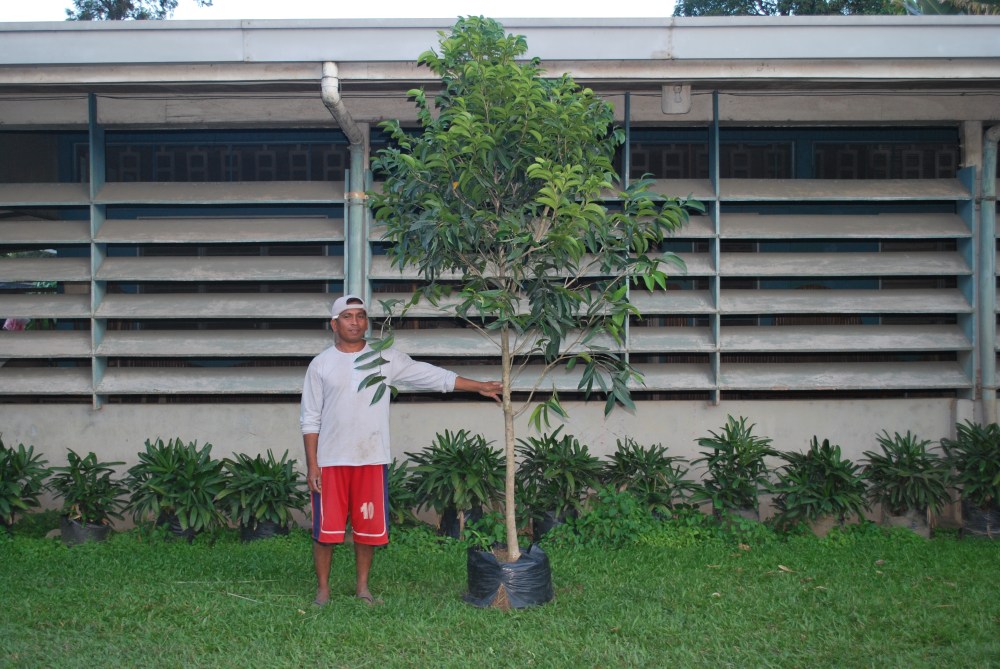 maritima 2 | Cainta Plant Nursery