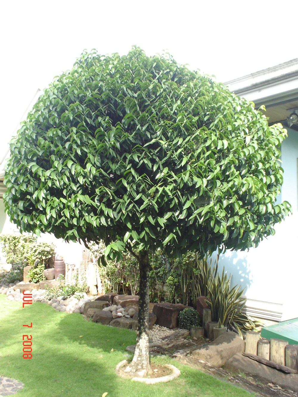 maritima 6 | Cainta Plant Nursery