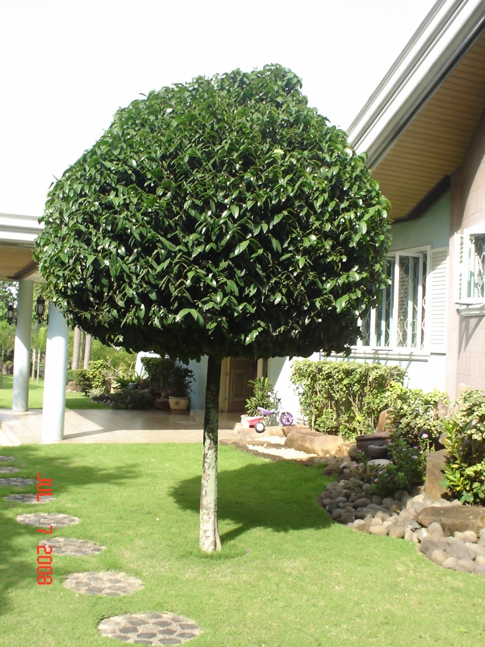 maritima 5 | Cainta Plant Nursery