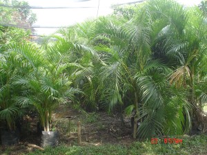 Palmera | Cainta Plant Nursery