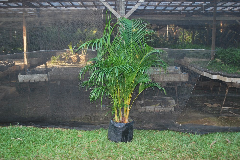 palmera 1 | Cainta Plant Nursery