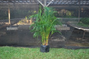 Palmera | Cainta Plant Nursery