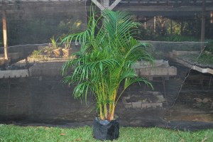 Palmera | Cainta Plant Nursery