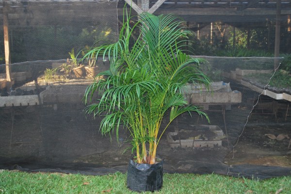 Palms | Cainta Plant Nursery