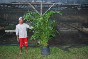 Palmera | Cainta Plant Nursery
