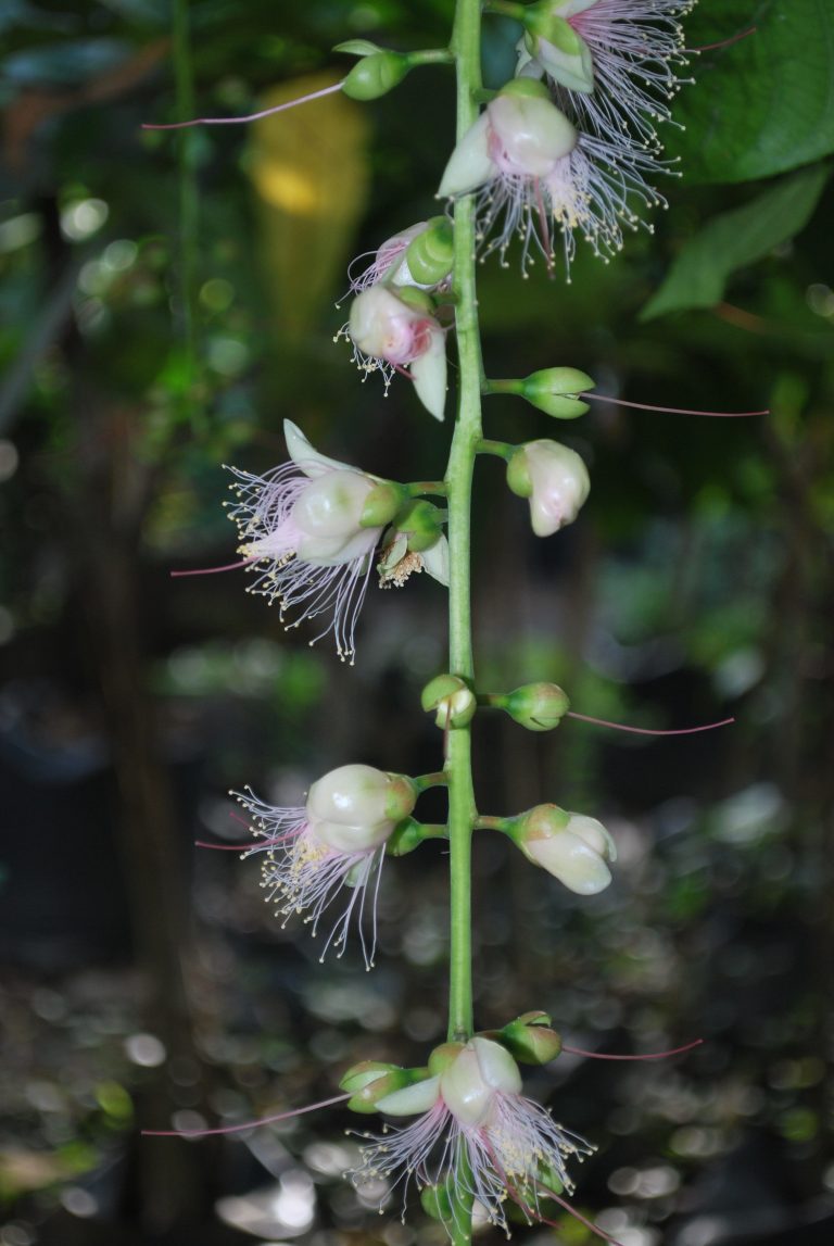 Cainta Plant Nursery | For Your Tree Planting Projects, Landscaping ...