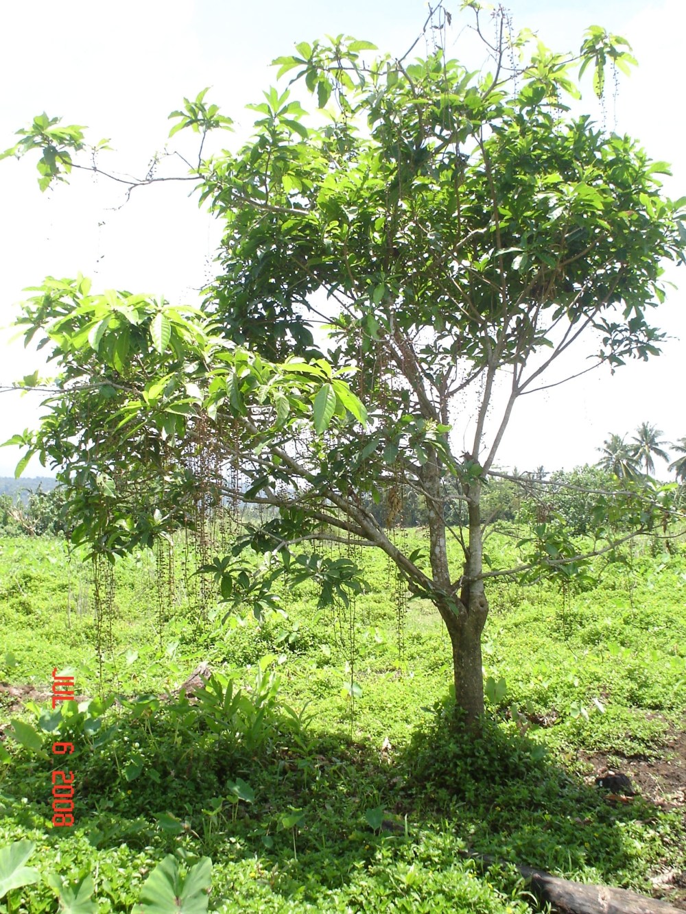 Potat 4 | Cainta Plant Nursery