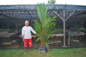 Red Palm | Cainta Plant Nursery