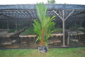 Red Palm | Cainta Plant Nursery