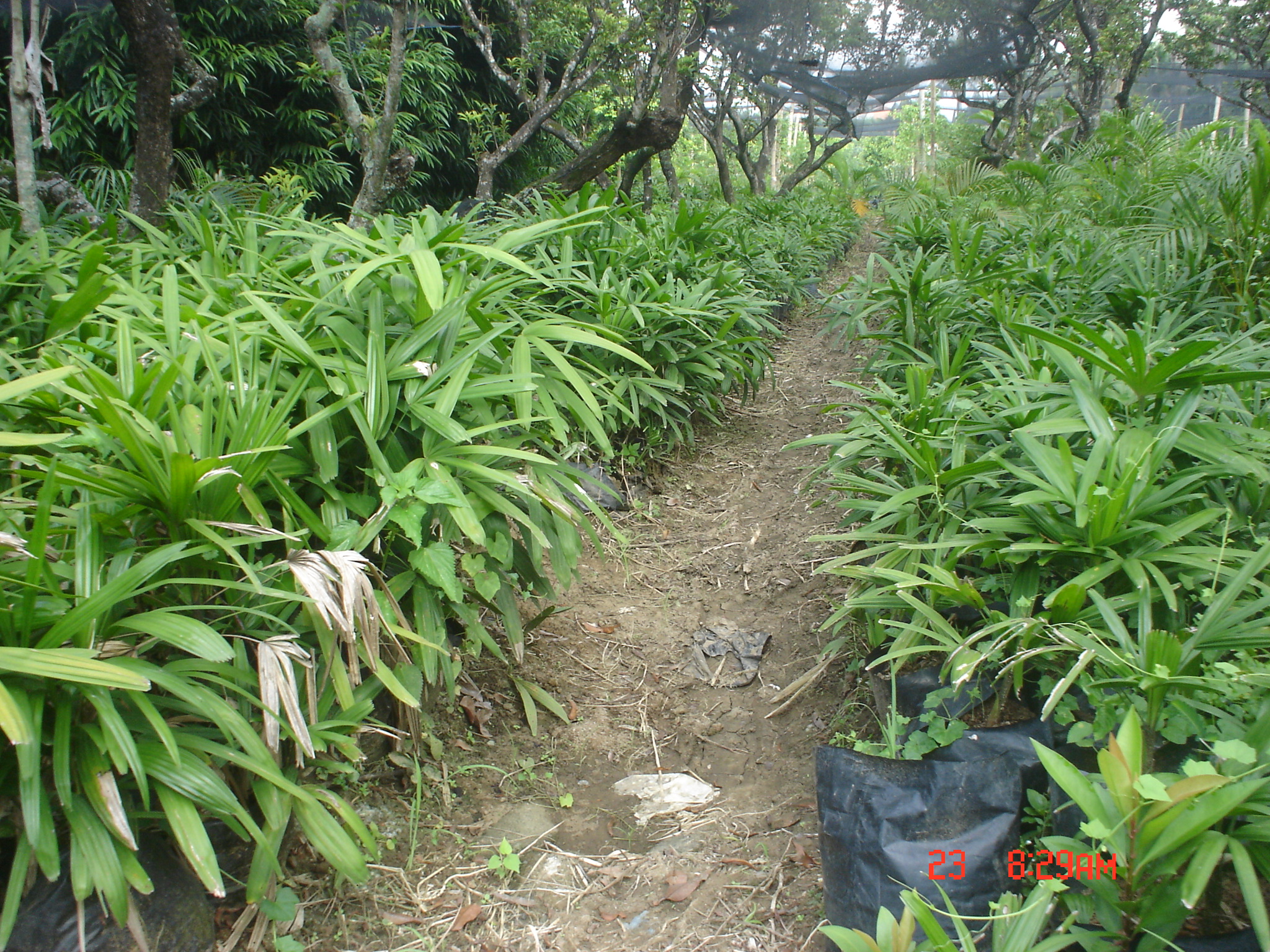 Rhapis | Cainta Plant Nursery