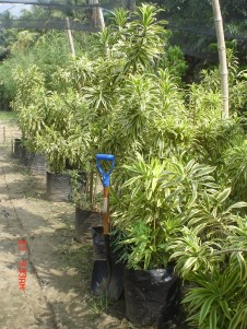 Song of India | Cainta Plant Nursery