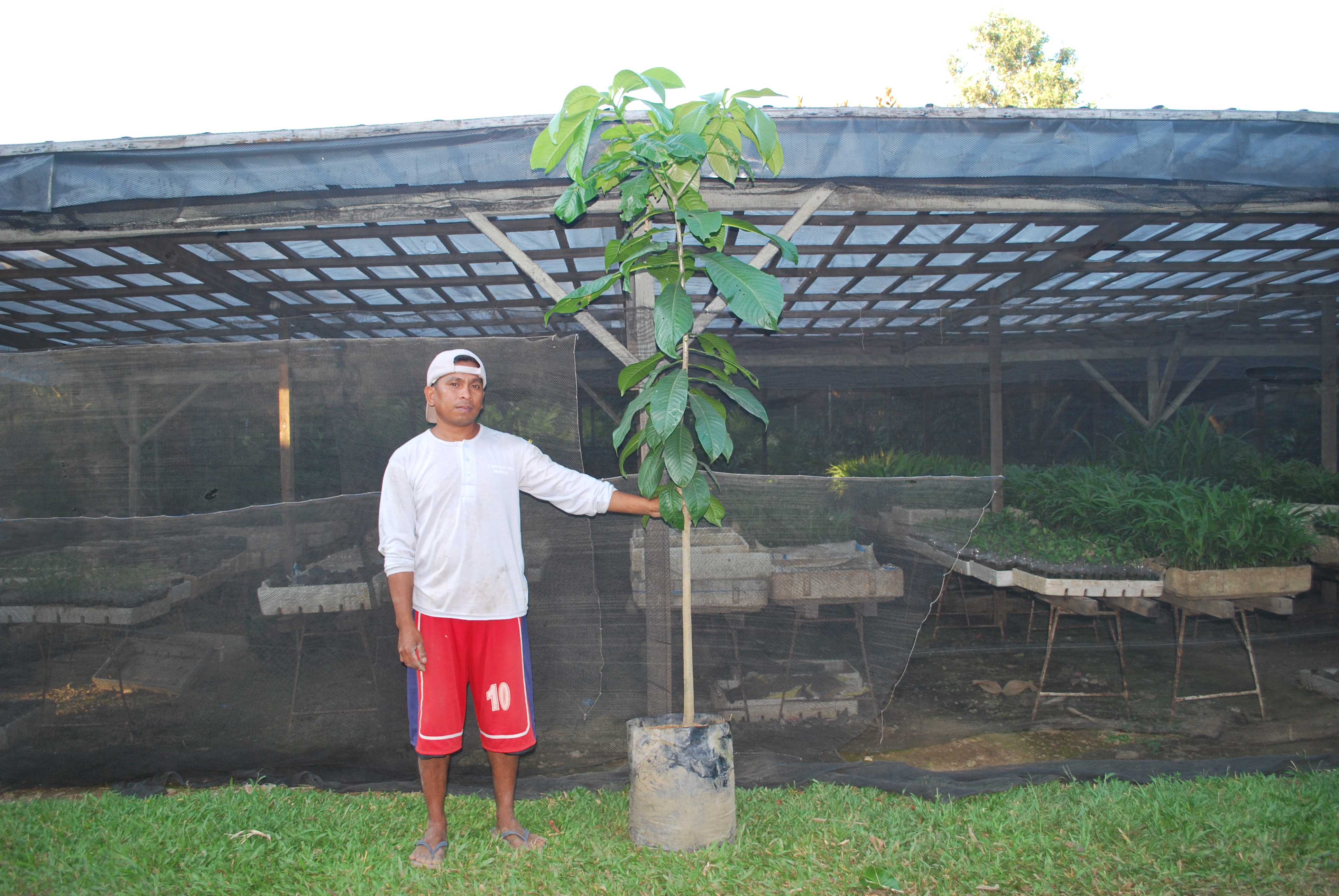 Toog | Cainta Plant Nursery
