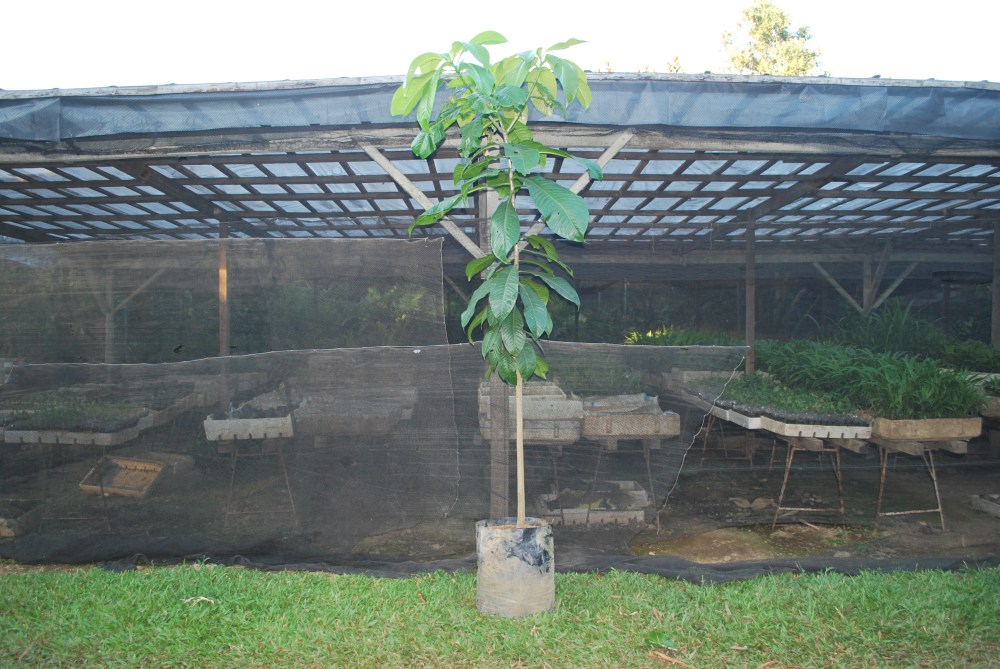 toog 2 | Cainta Plant Nursery