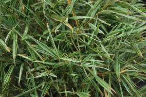 Variegated Bamboo | Cainta Plant Nursery