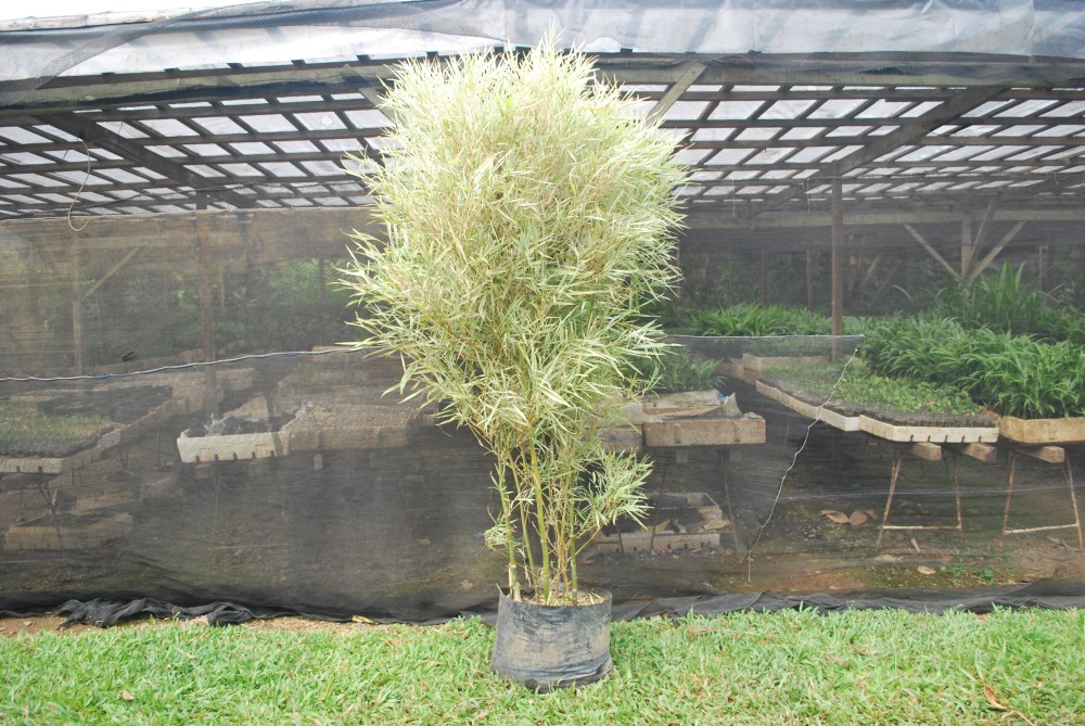 variegated bamboo 2 | Cainta Plant Nursery